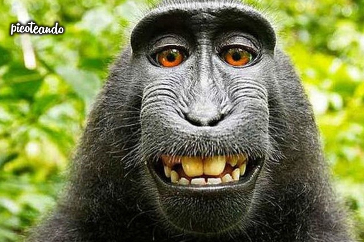La controversia por “la selfie del mono” llega a su fin. – infopico.com