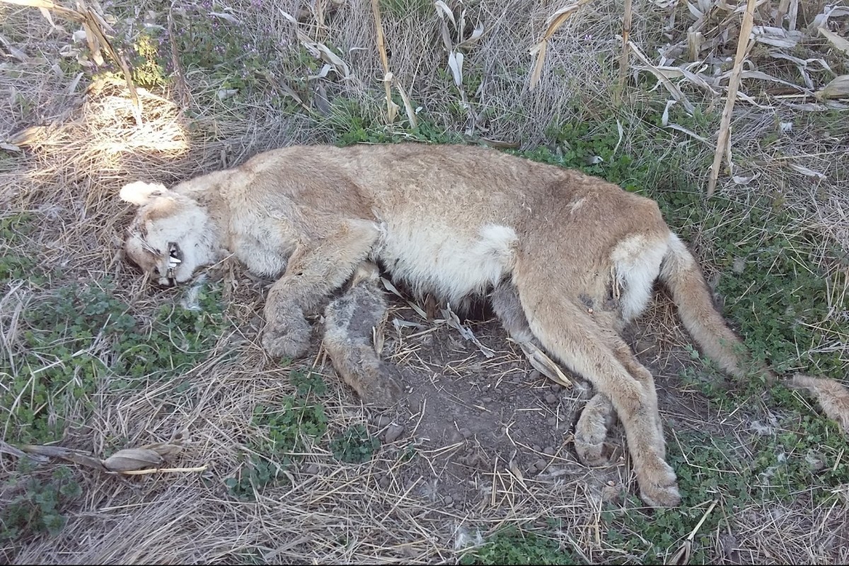 Gran sorpresa por el hallazgo de un puma muerto cerca de Pico: “Hace 34 ...