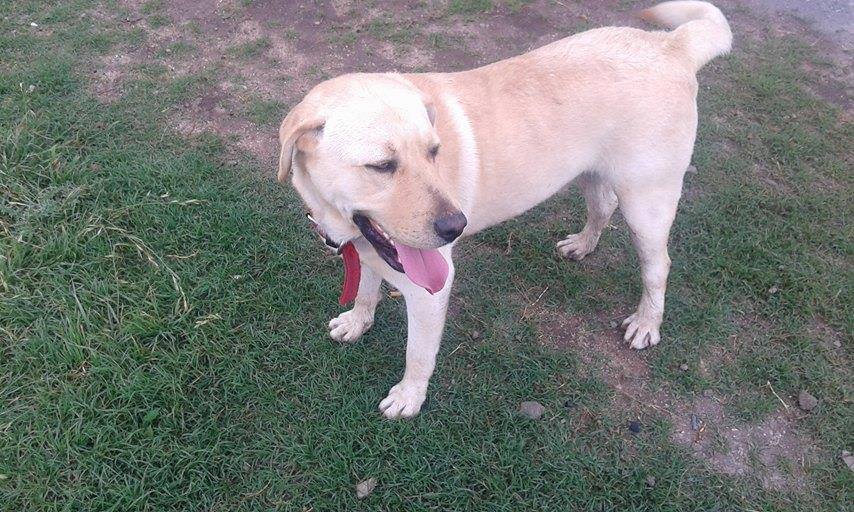 PERRO LABRADOR COLOR CANELA – infopico.com