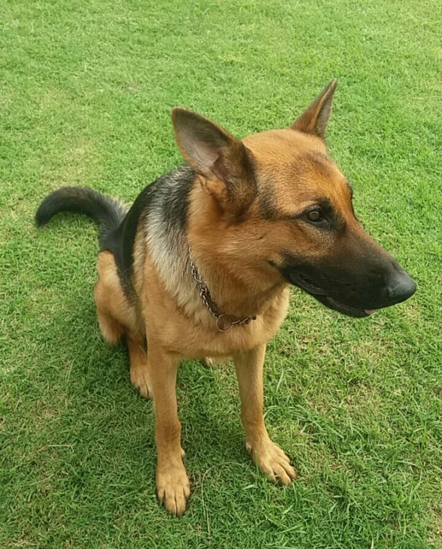 Se busca a QUIMBA – infopico.com