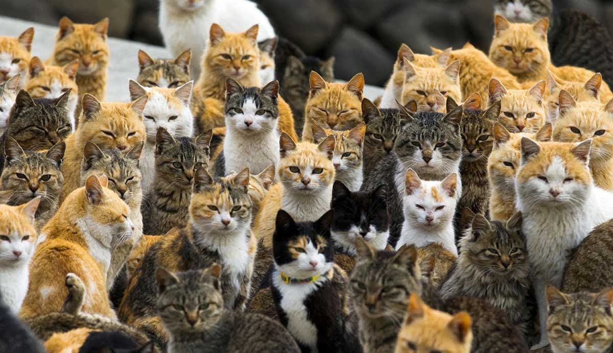 Dónde está el gato?”: El desafío viral que muy pocas personas pueden ...