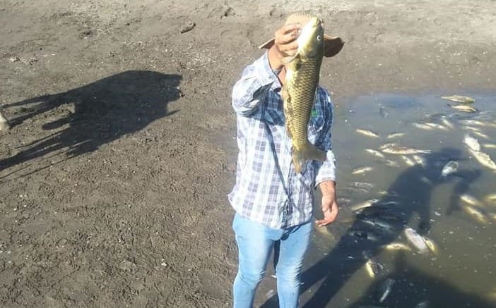 Por corte del río Atuel decenas de truchas y otros peces mueren en los ...