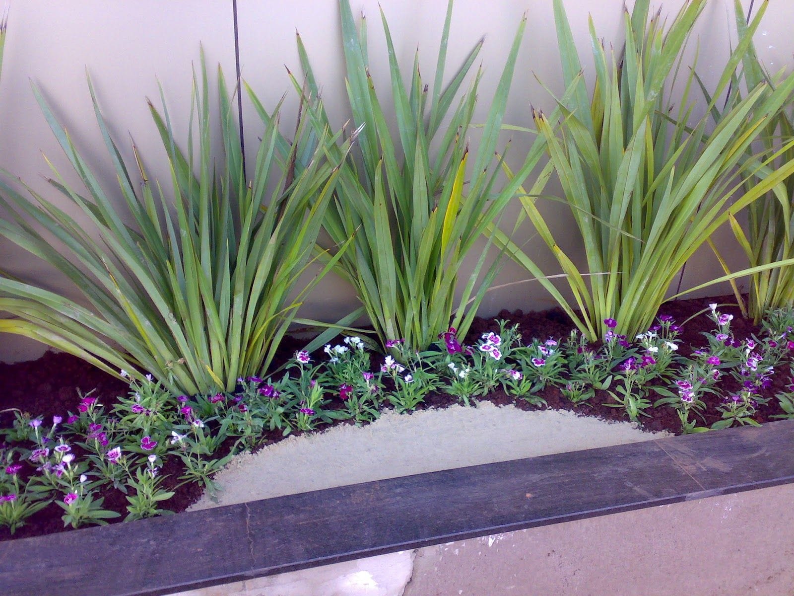 Hoy hablaremos de todas las variedades de formios – infopico.com