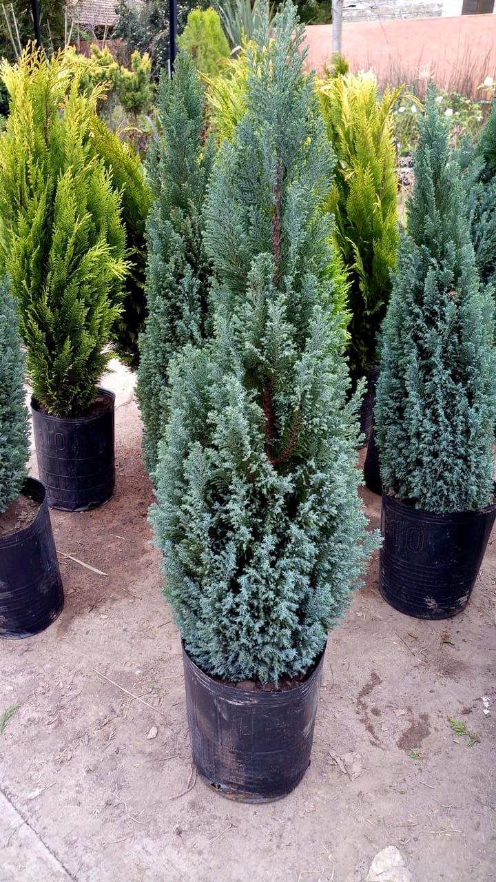 Para los amantes del jardín: Coníferas en el jardín – infopico.com