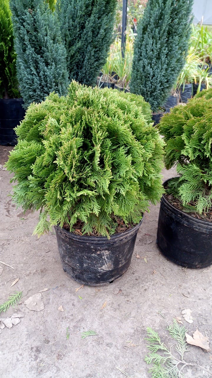 Para los amantes del jardín: Coníferas en el jardín – infopico.com