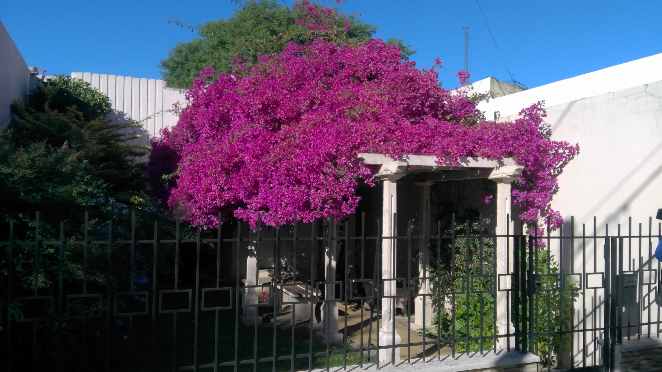 Para los amantes del Jardín: Hoy vamos a hablar de arbustos trepadores ...