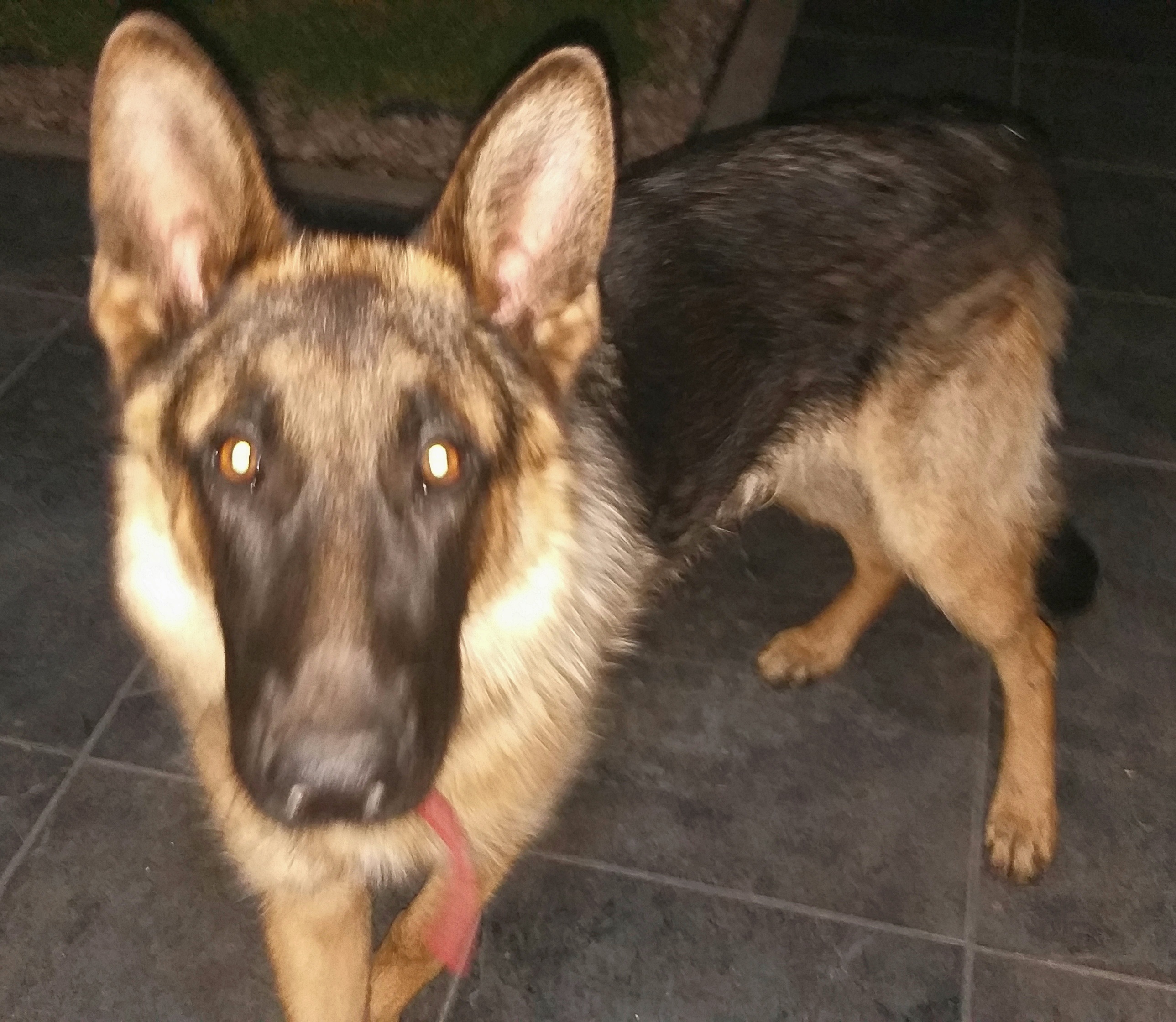 Perro extraviado – infopico.com