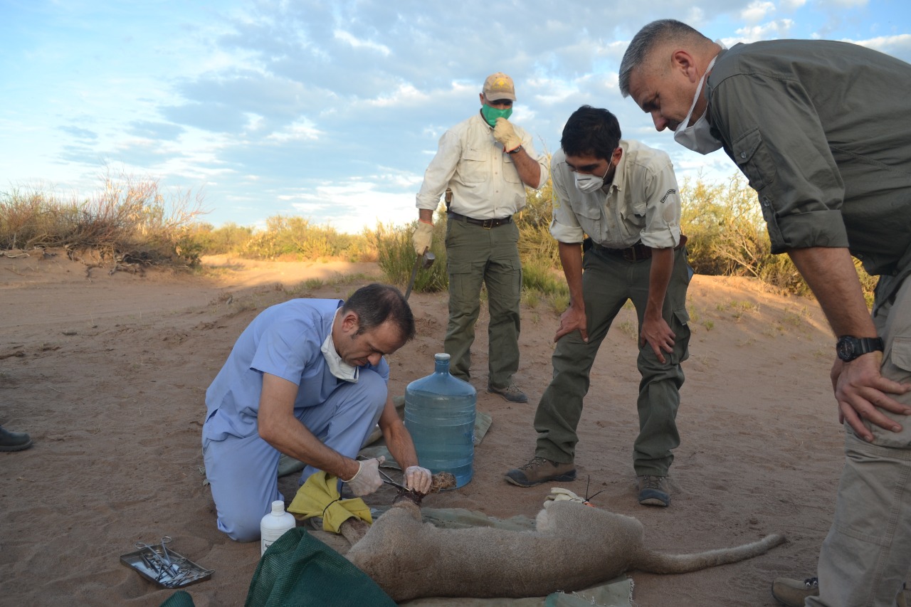 FALLO HISTÓRICO: Un productor rural deberá mantener a una puma de por ...