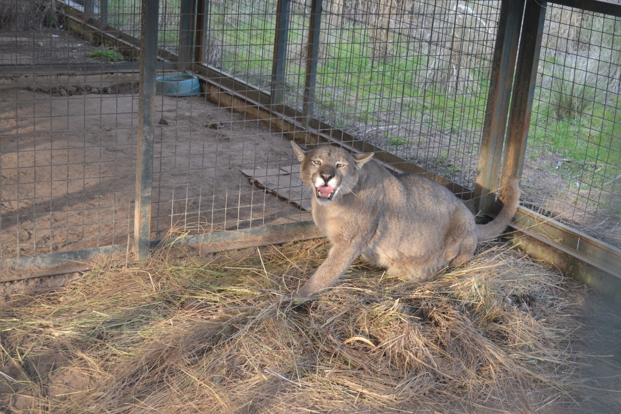 FALLO HISTÓRICO: Un productor rural deberá mantener a una puma de por ...
