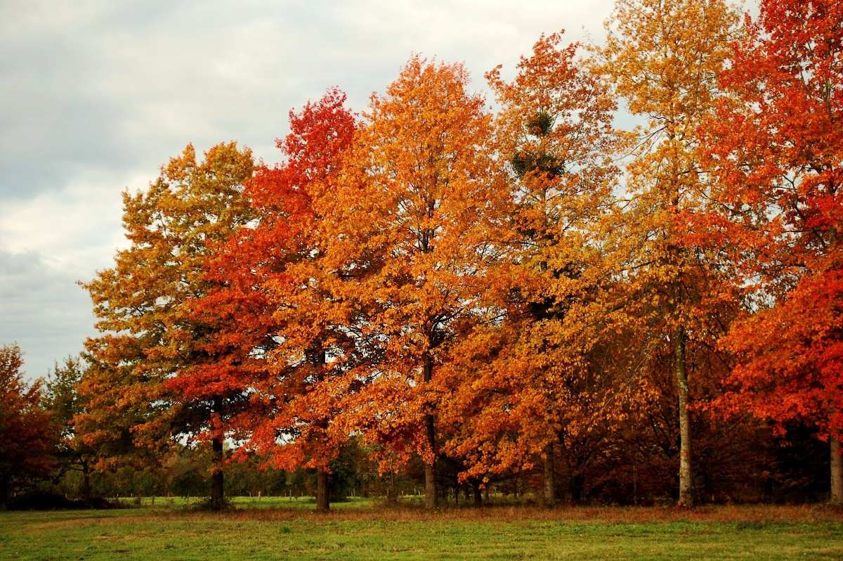 Para los amantes del Jardín: Hoy escribiré sobre el roble de los ...