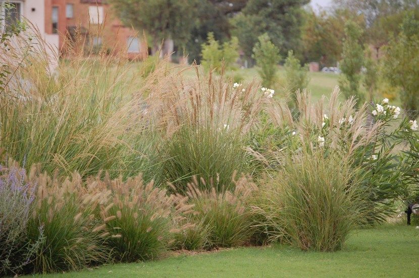 Para los amantes del Jardín: Hoy escribiré sobre “Penisetum Rupelli ...