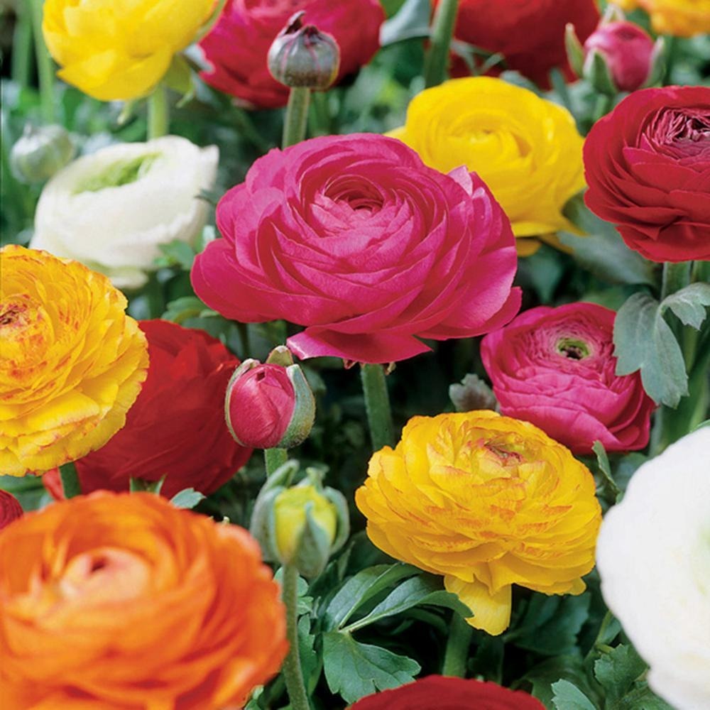 Para los amantes del Jardín: Hoy escribiré sobre marimonias – infopico.com