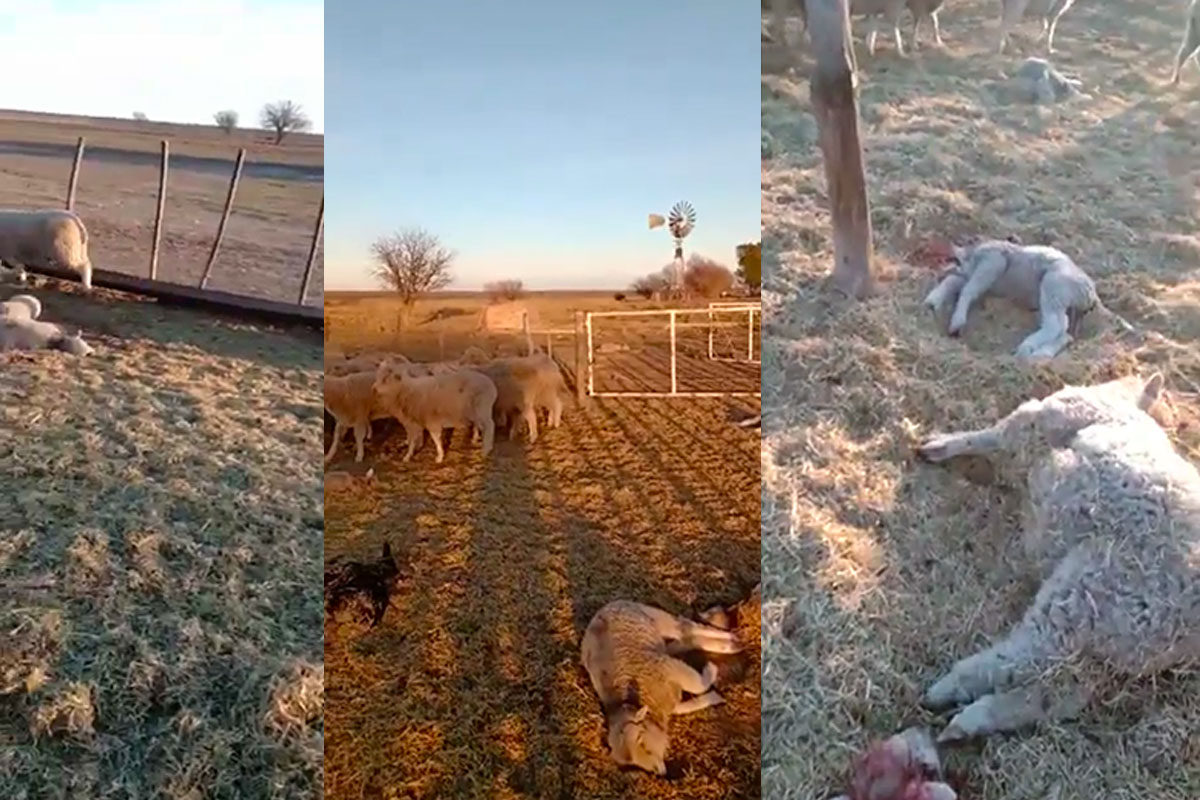 Un puma le mató 34 corderos a un productor al limite con La Pampa ...
