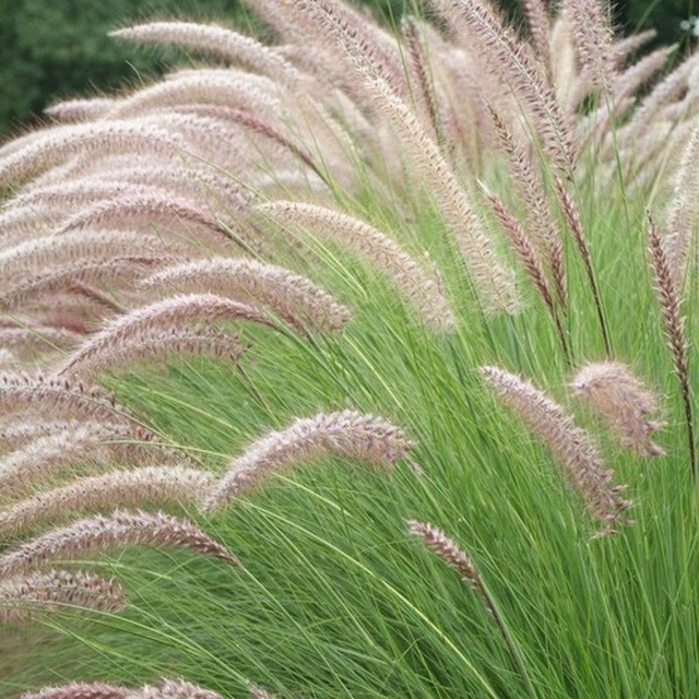 Para los amantes del Jardín: Hoy escribiré sobre “Penisetum Rupelli ...