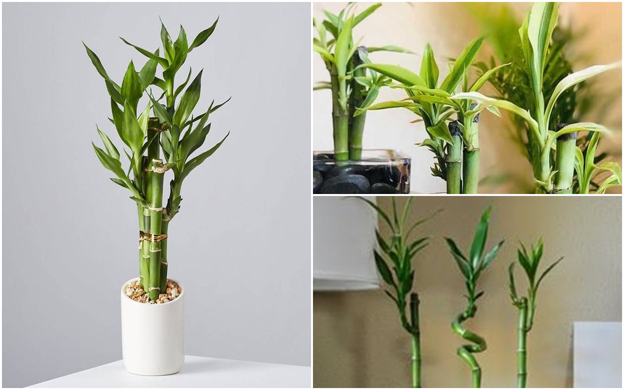 Para los amantes del jardín: hoy hablamos de LUCKY BAMBOO “BAMBU DE LA ...