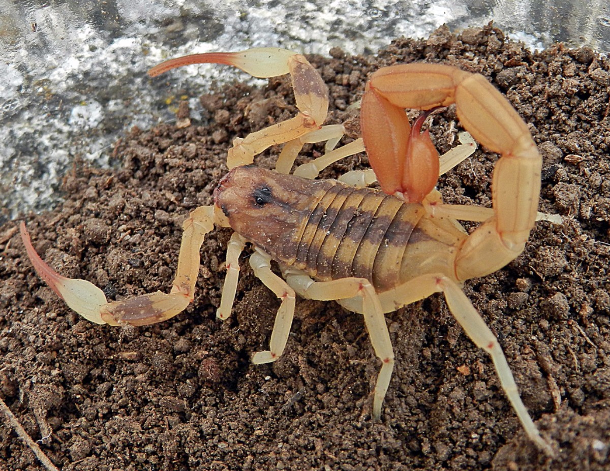 Dieron detalles de la especie de escorpión venenoso hallado en General ...