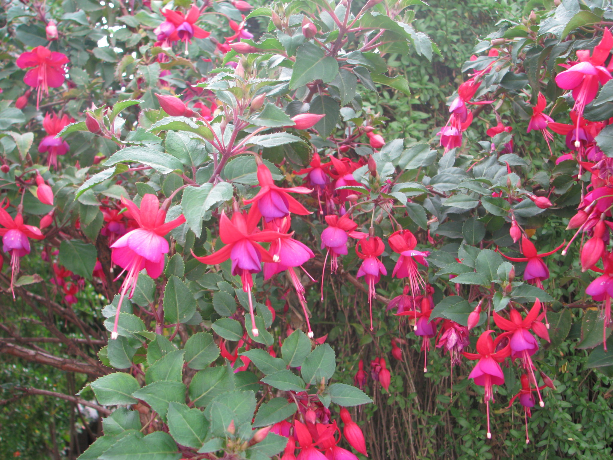 Para los amantes del jardín: Hoy escribo sobre aljaba – infopico.com