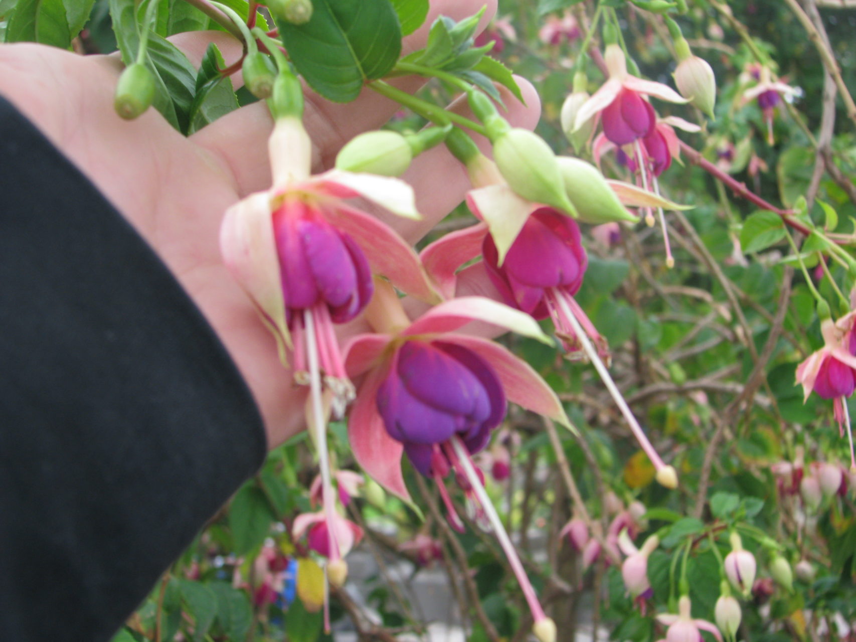 Para los amantes del jardín: Hoy escribo sobre aljaba – infopico.com