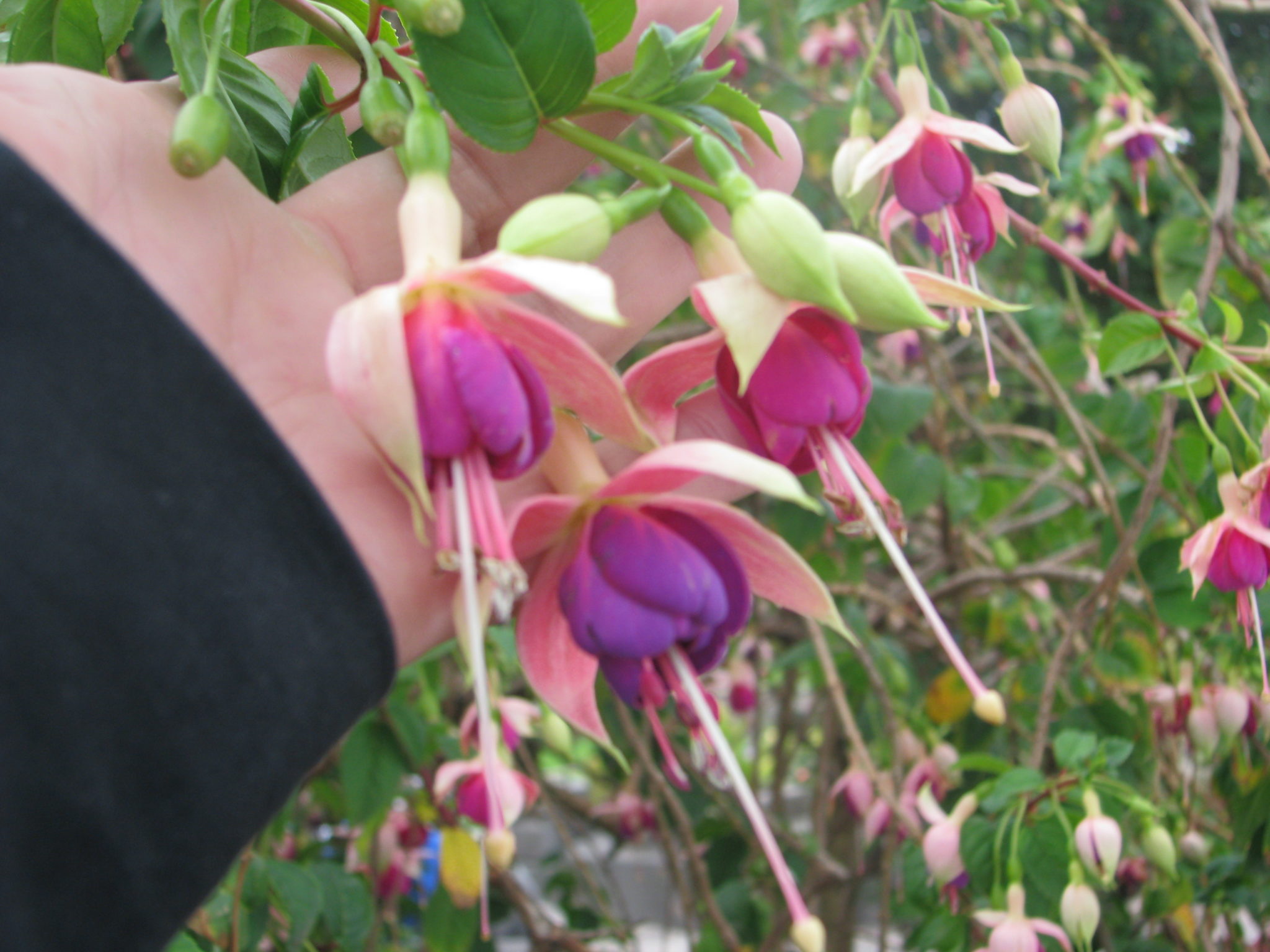 Para los amantes del jardín: Hoy escribo sobre aljaba – infopico.com