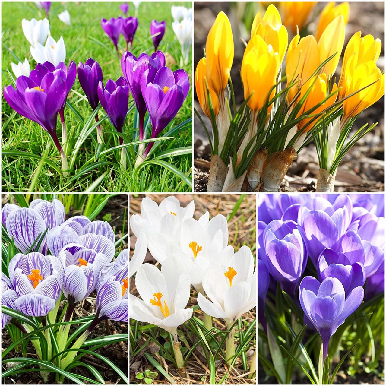 Para los amantes del jardín: Hoy escribiré sobre crocus – infopico.com
