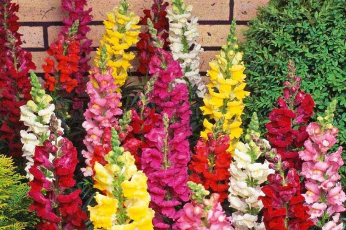 Para los amantes del jardín: hoy escribiré sobre los “conejitos ...