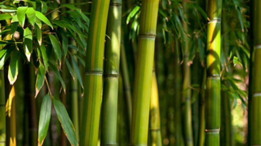 Para los amantes del jardín: hoy escribiré sobre la Caña de Bambú ...