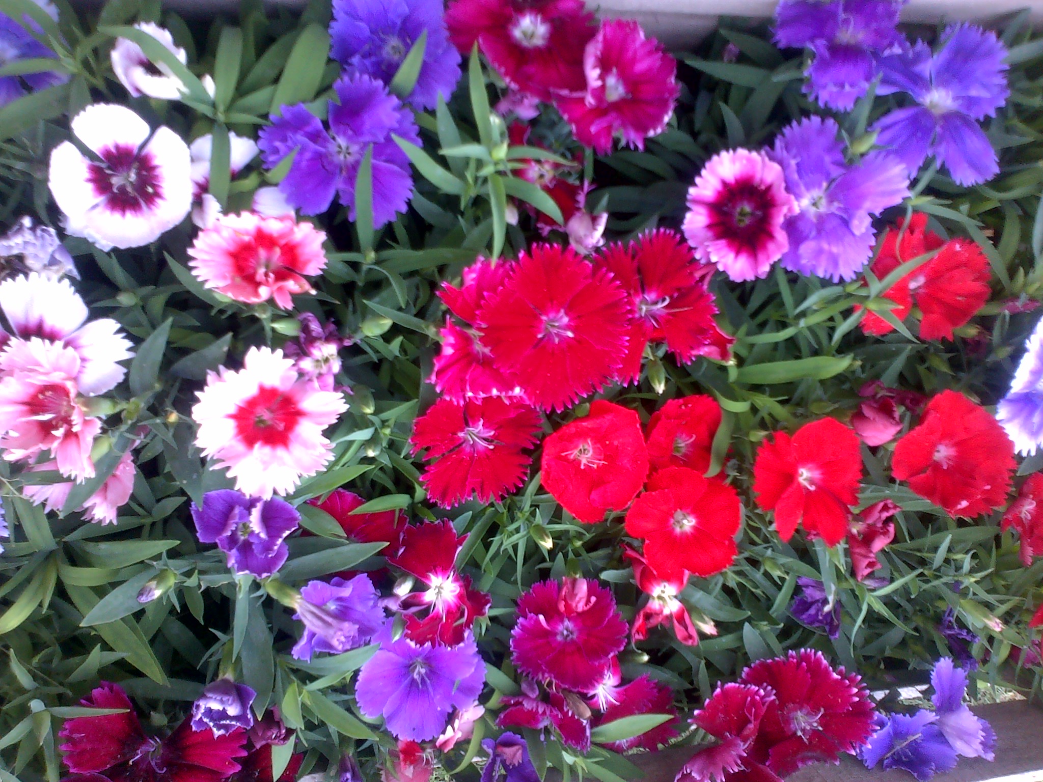 Para los amantes del jardín: hoy escribiré sobre la “Clavelina” o ...