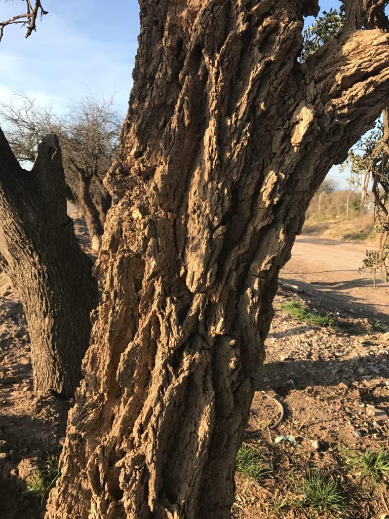 Para los amantes del jardín: hoy escribiré sobre la “Sombra de toro ...