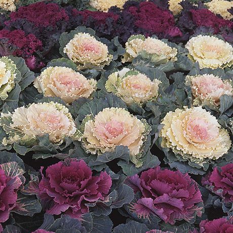 Para los amantes del jardín: hoy escribiré del “Repollo de jardín ...