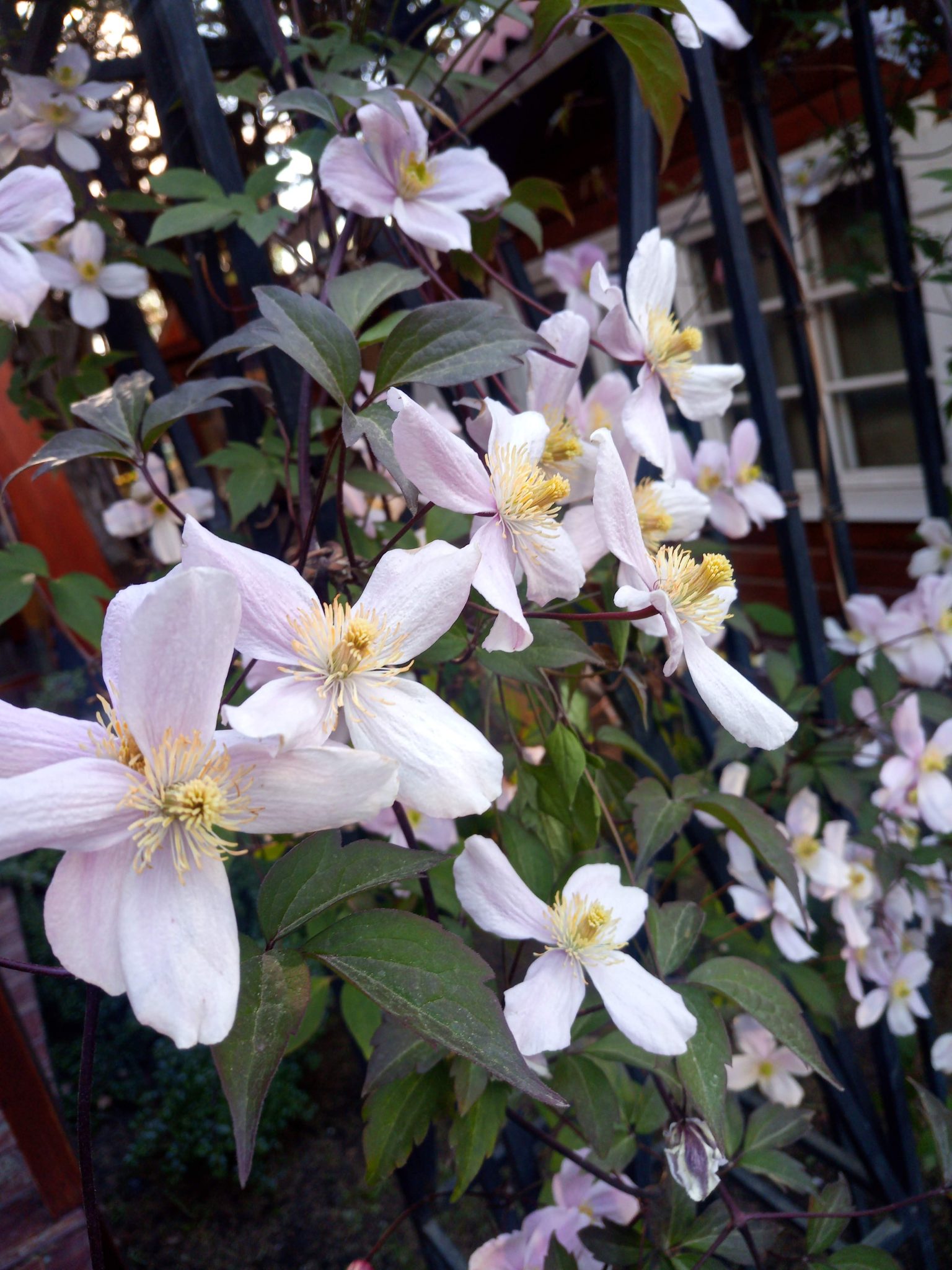 Para los amantes del jardín: hoy escribiré sobre la Clematis – infopico.com
