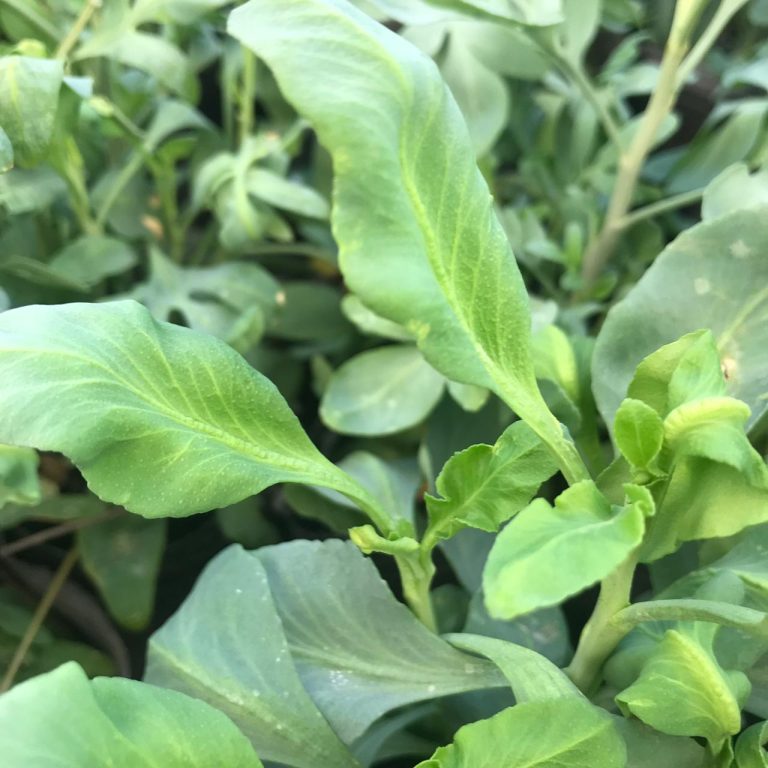 Para los amantes del jardín: hoy escribiré sobre la Ruda macho y hembra ...