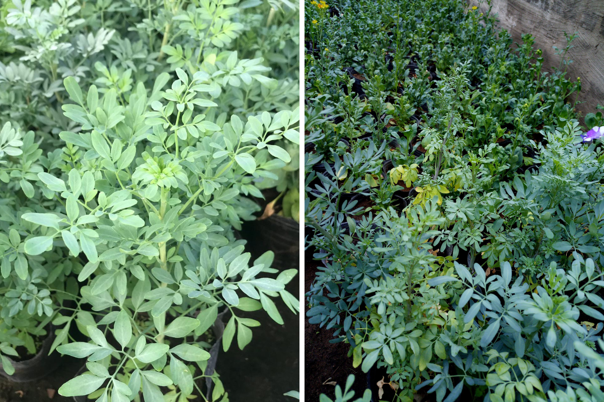 Para los amantes del jardín: hoy escribiré sobre la Ruda macho y hembra ...