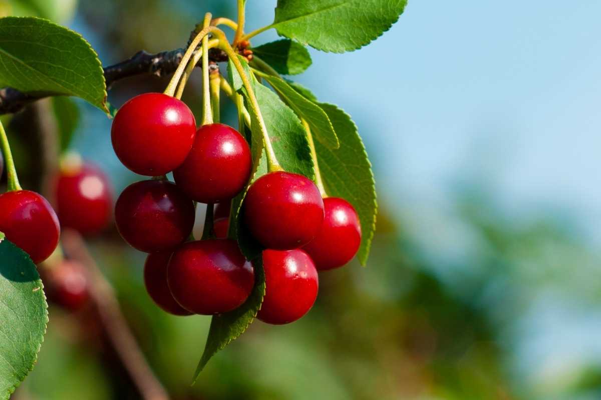 Para los amantes del jardín: hoy conoceremos más sobre el Cerezo ...