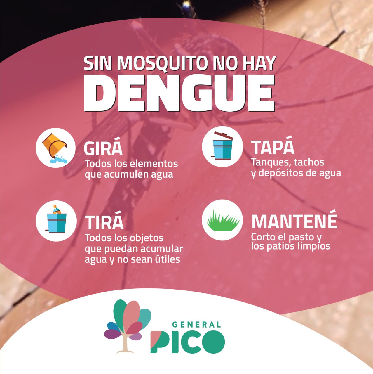 ¿Qué puedo hacer desde mi casa para prevenir el Dengue? – infopico.com