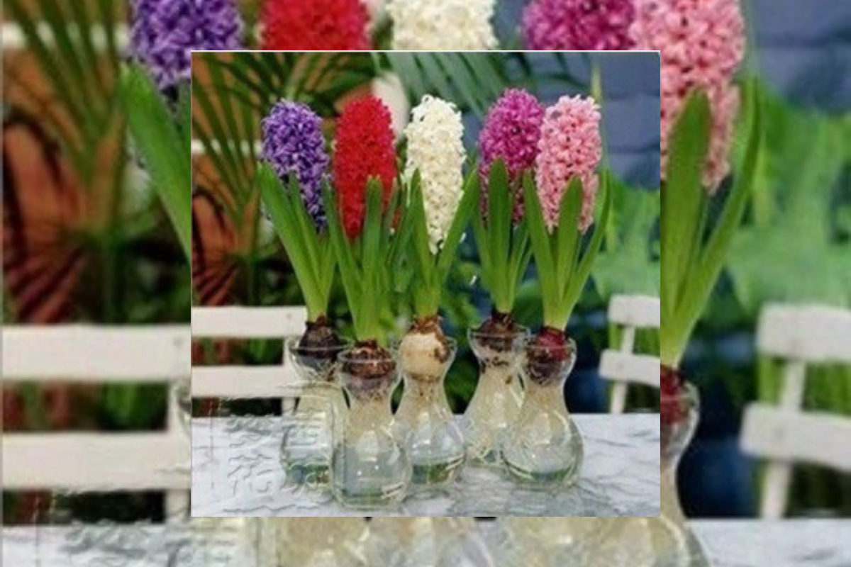 Para los amantes del jardín: hoy escribí sobre los Jacintos – infopico.com