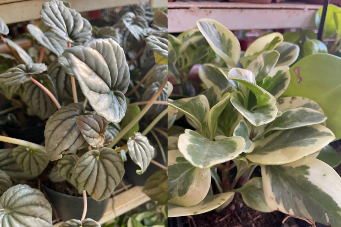 Para los amantes del jardín: hoy conoceremos más sobre la Peperonia ...
