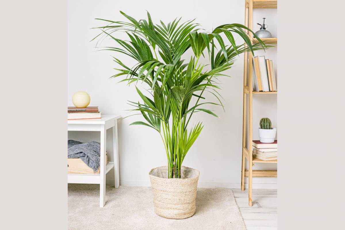 Para los amantes del jardín: hoy escribiré sobre el Palmito – infopico.com