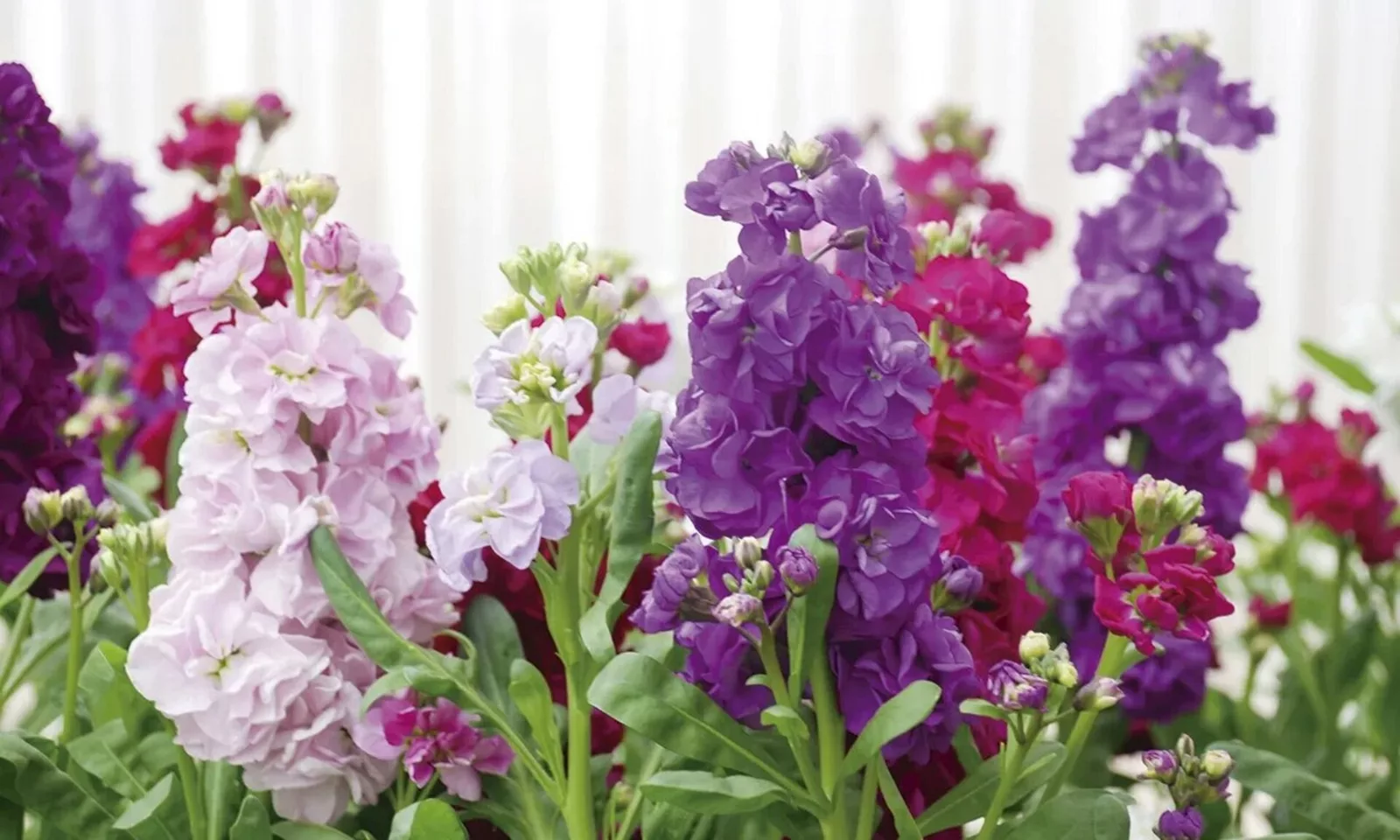 Para los amantes del jardín: descubre el Alelí, la flor que no solo ...