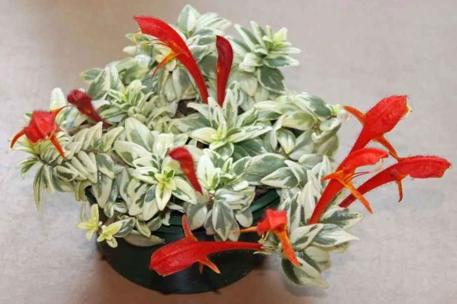 Para los amantes del jardín: “Columnea Sp”, un tesoro de las selvas ...