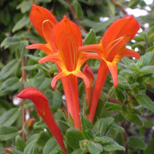 Para los amantes del jardín: “Columnea Sp”, un tesoro de las selvas ...