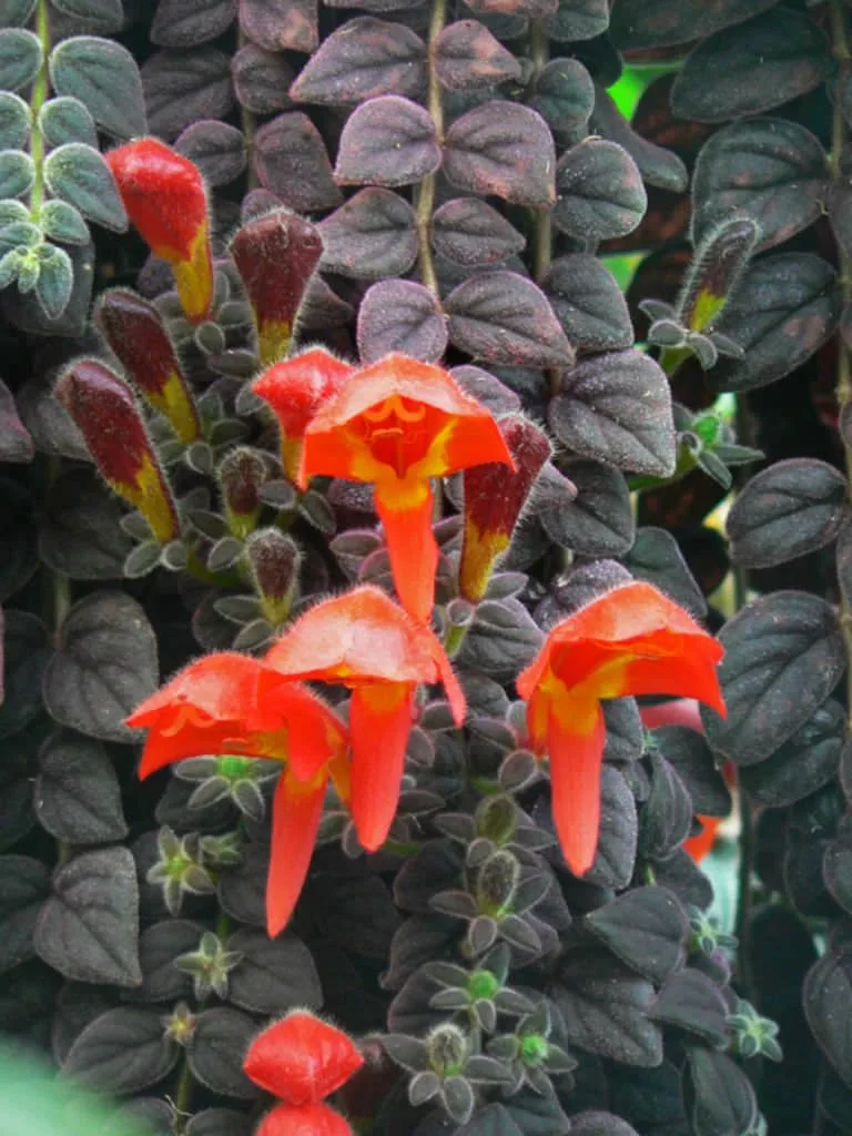 Para los amantes del jardín: “Columnea Sp”, un tesoro de las selvas ...