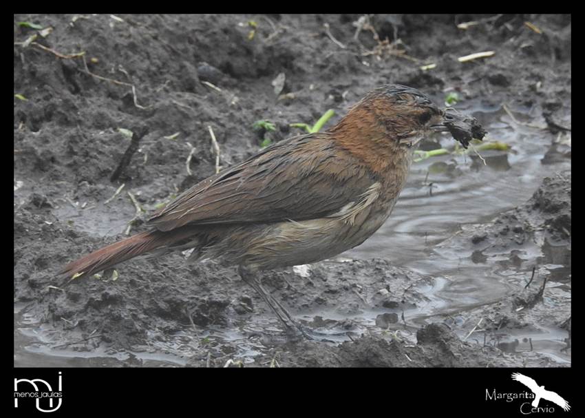 Menos Jaulas – Columna de aves pampeanas: El Hornero, un símbolo de ...