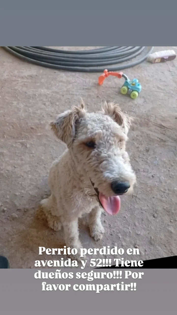 Perro perdido – infopico.com